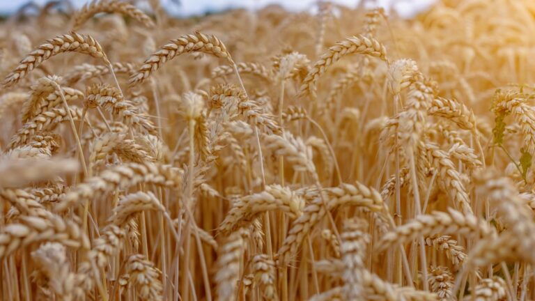 12 Biblical Principles of Sowing and Reaping for Abundant Living ...