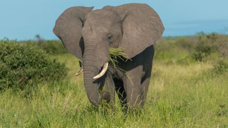 15 Animals in the Bible and Their Deeper Symbolic Meanings ...