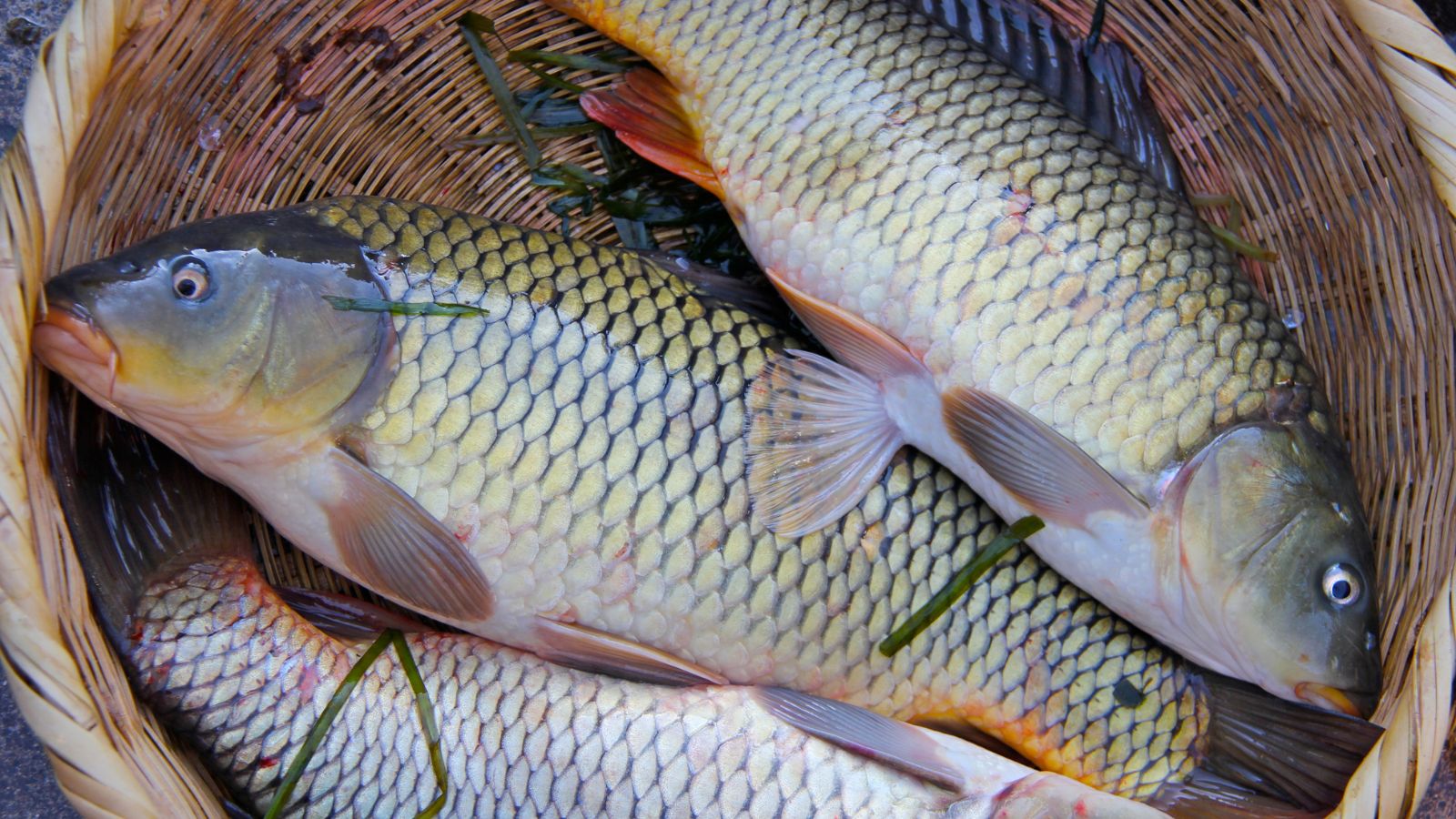 15 Foods Jesus Probably Enjoyed During His Time on Earth ...