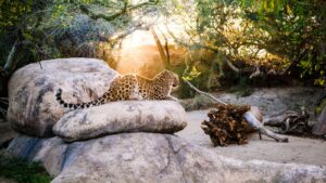 15 Animals in the Bible and Their Deeper Symbolic Meanings ...