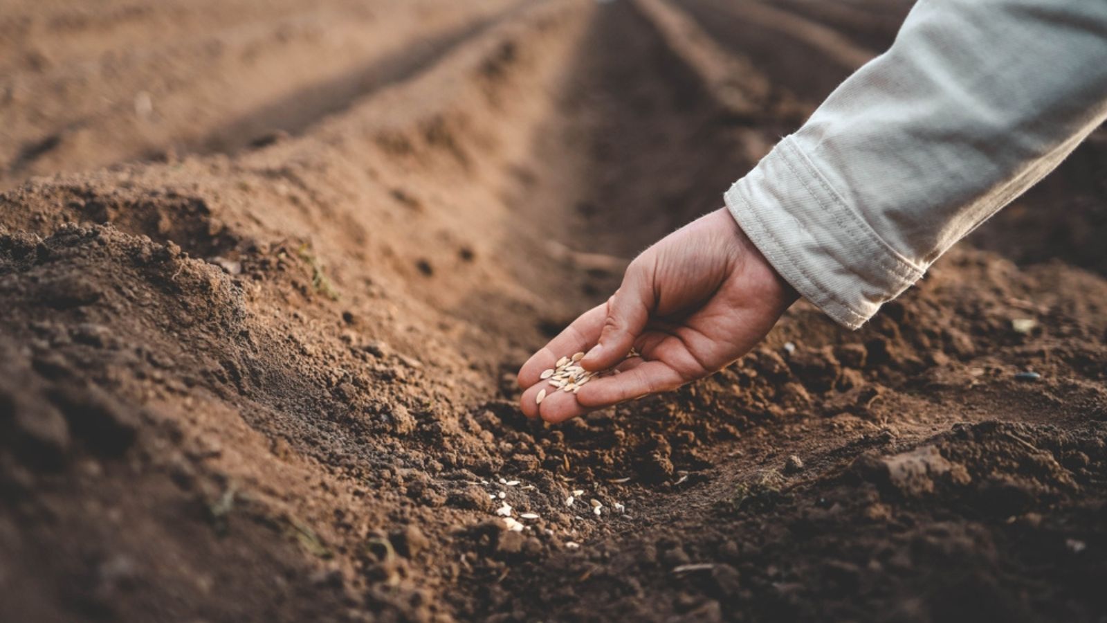 12 Biblical Principles of Sowing and Reaping for Abundant Living ...