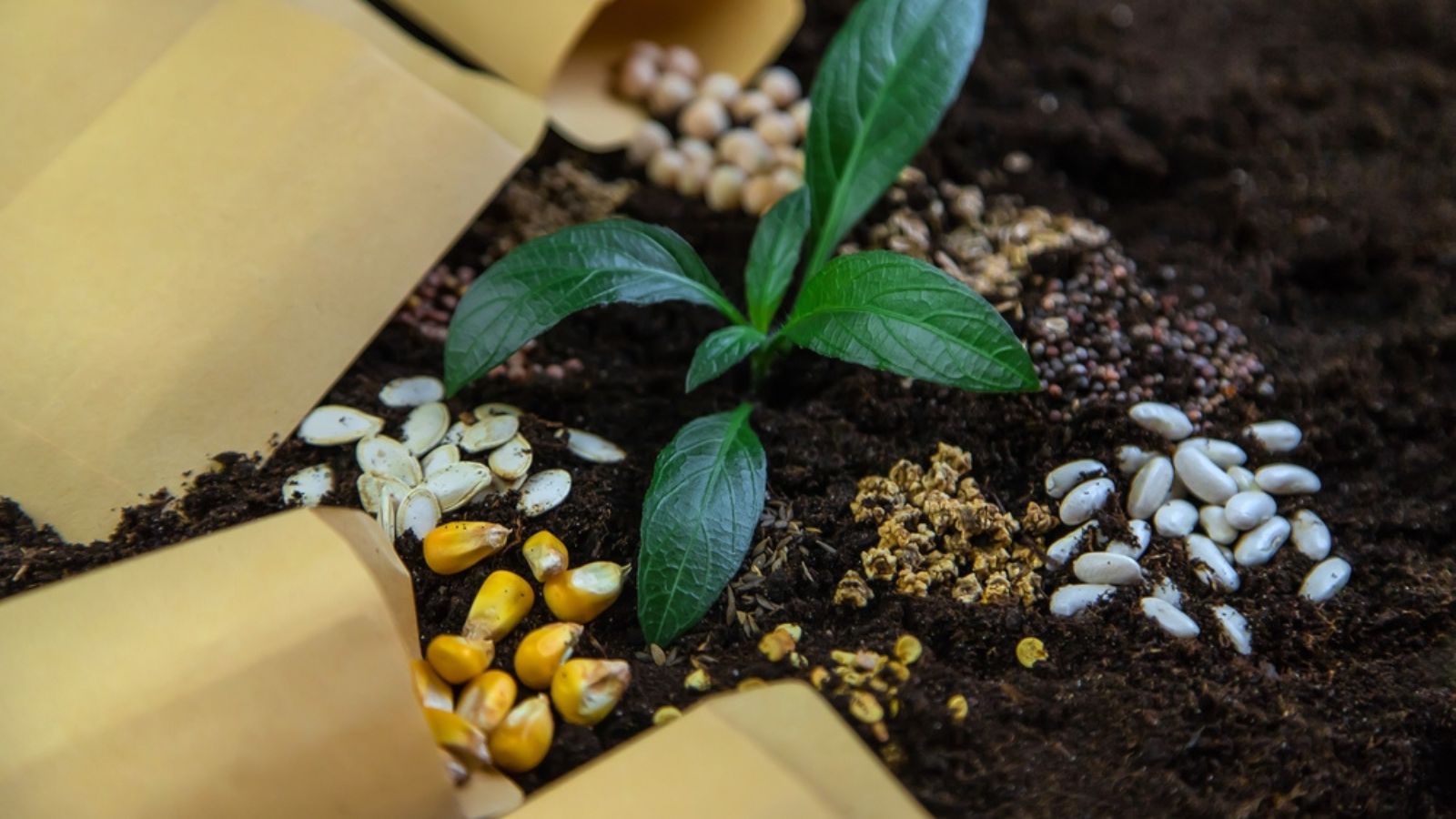 12 Biblical Principles of Sowing and Reaping for Abundant Living ...